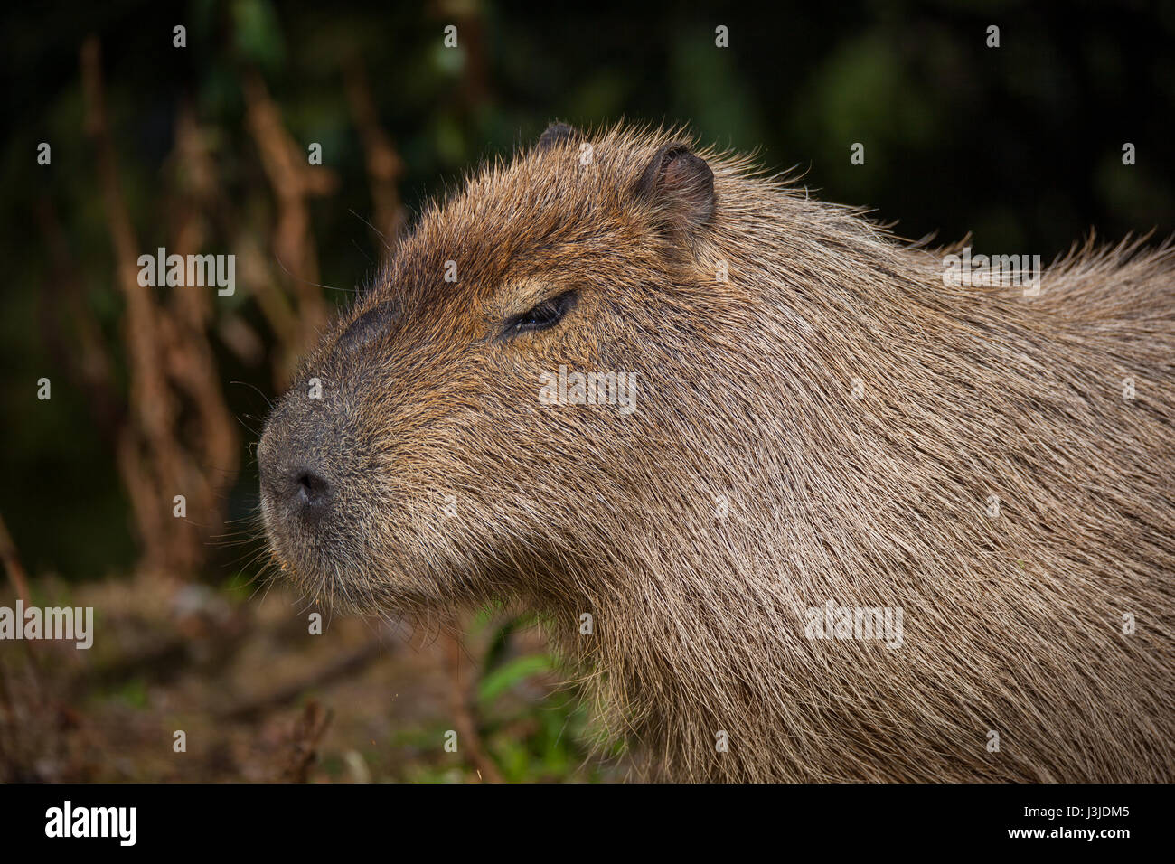 capybara out side Stock Photo - Alamy