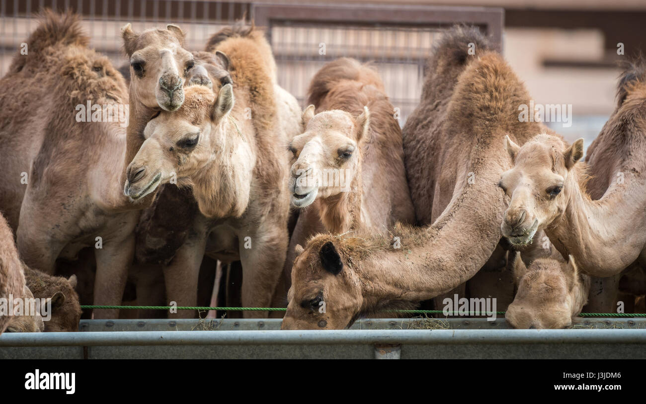 Camels gathered together at a feeding trough at the Al Ain Camel Market ...