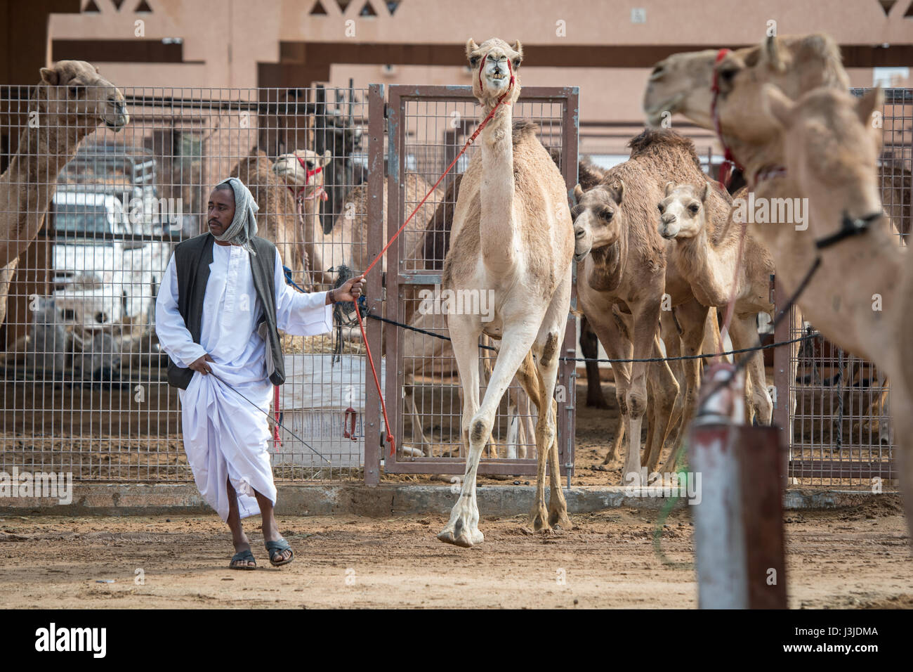 Camel traders pulling and leading camels through the grounds of the Al ...