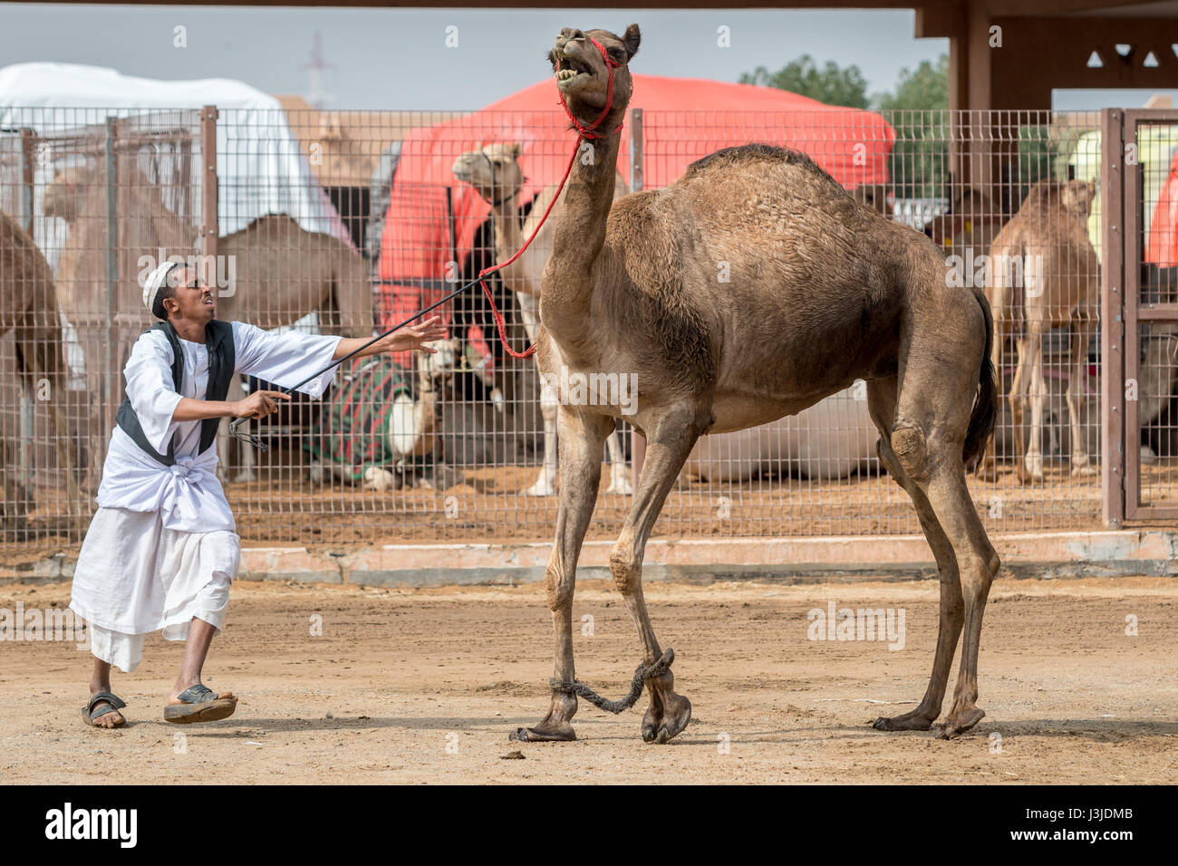Camel traders pulling and leading camels through the grounds of the Al ...