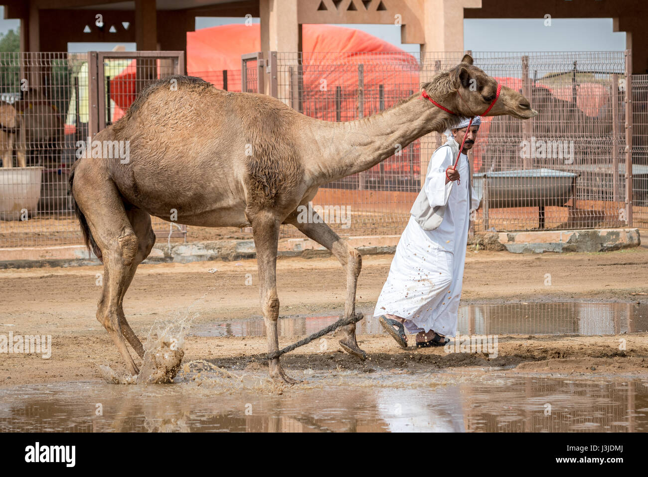 Camel traders pulling and leading camels through the grounds of the Al ...