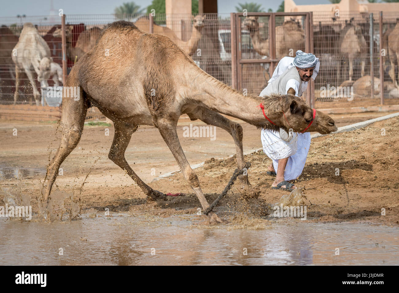Camel traders pulling and leading camels through the grounds of the Al ...