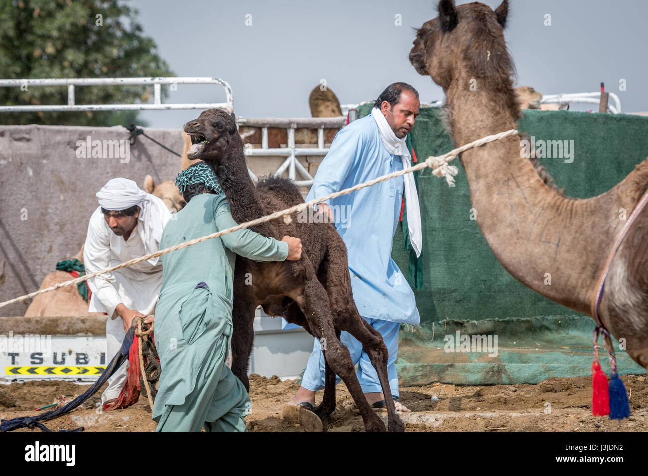 Camel traders pulling and leading camels through the grounds of the Al ...