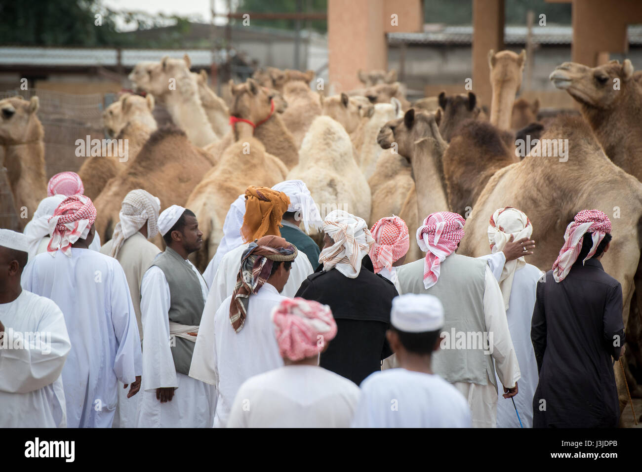Camel traders walking with a large group of camels at the Al Ain Camel ...