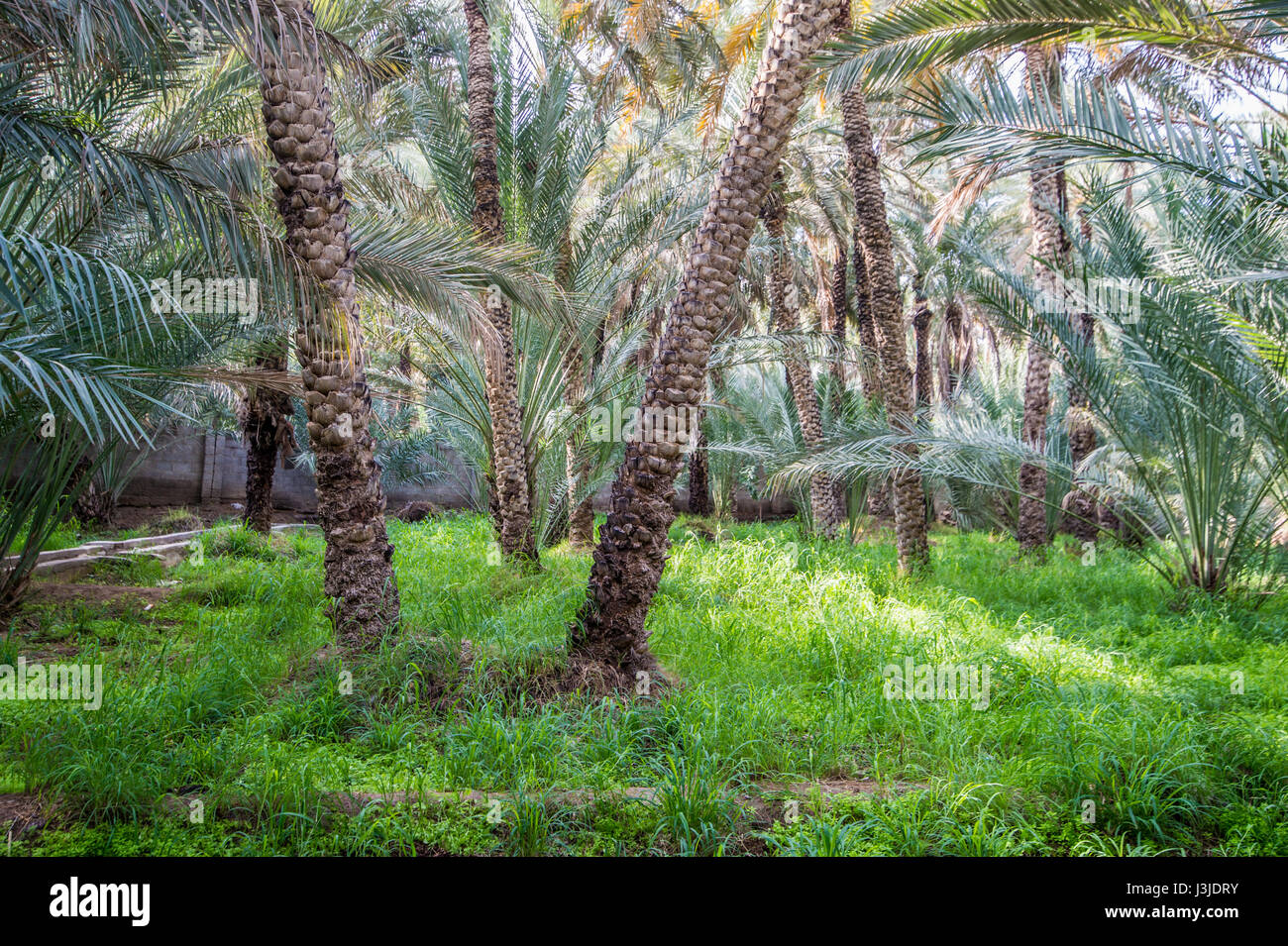United Arab Emirates - Palm trees surrounding the falaj irrigation ...