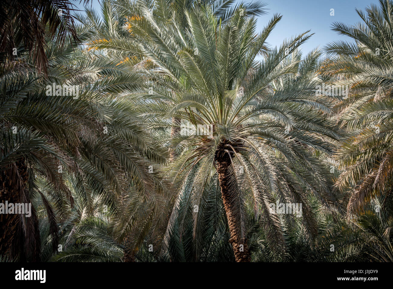 United Arab Emirates - Palm trees in the Al Ain Oasis, the largest ...