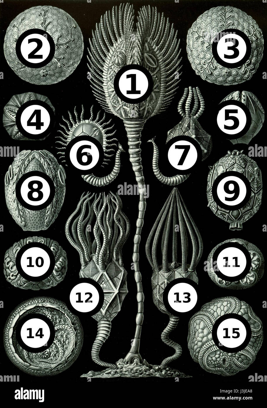 Cystoidea High Resolution Stock Photography and Images - Alamy