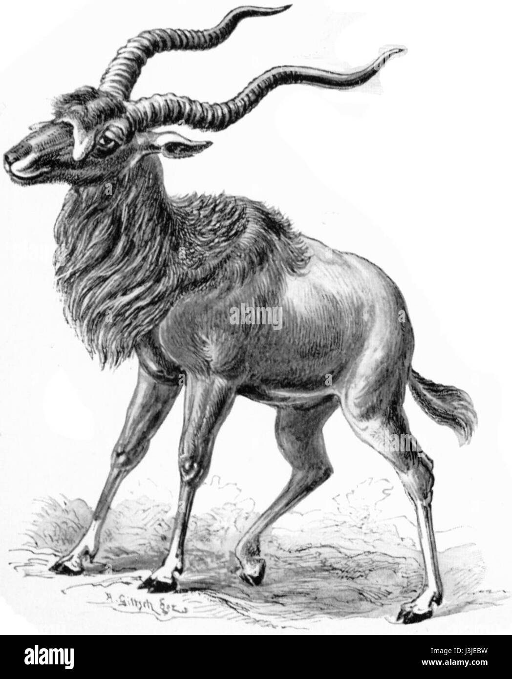 Addax addax Black and White Stock Photos & Images - Alamy