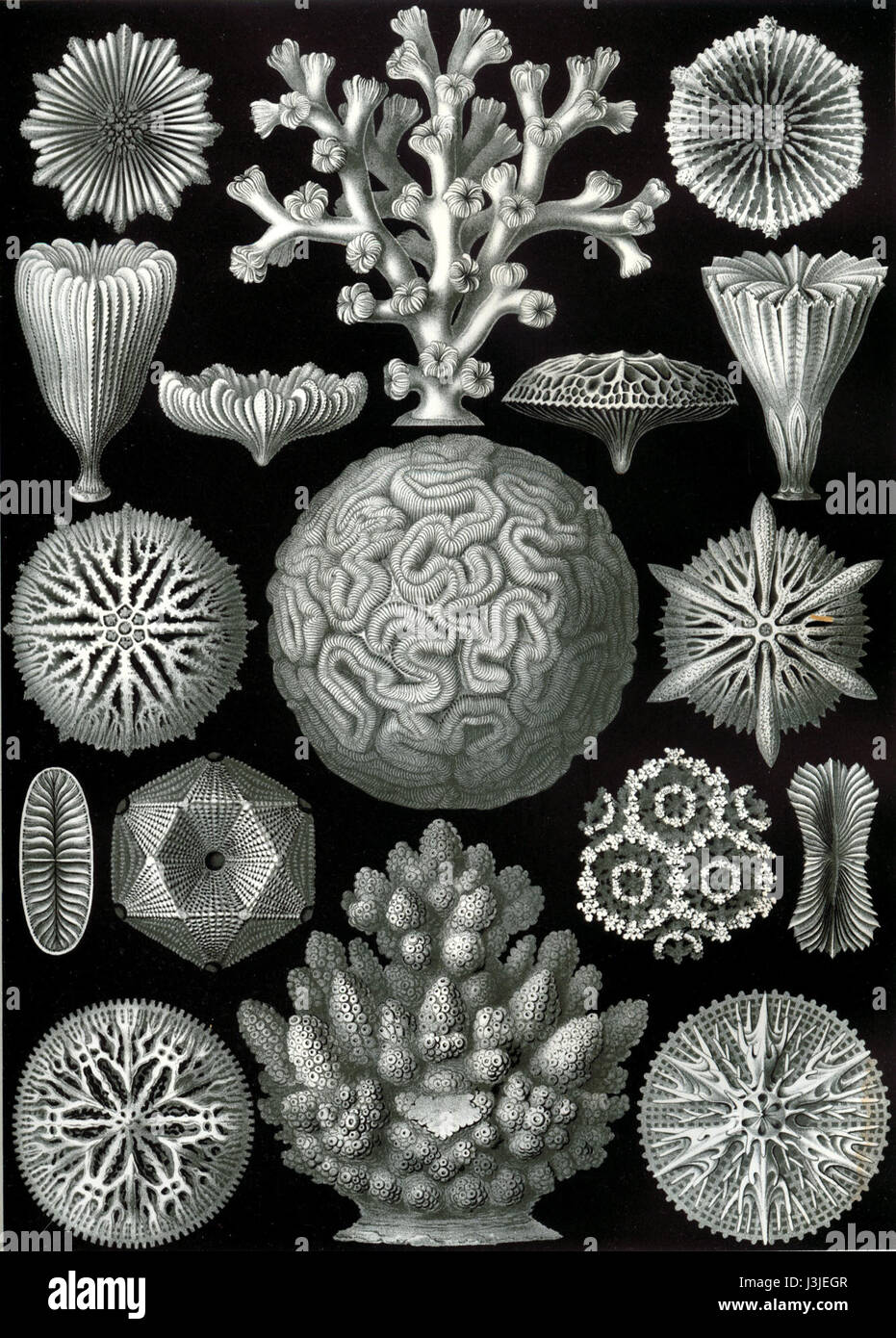 Class anthozoa hi-res stock photography and images - Alamy