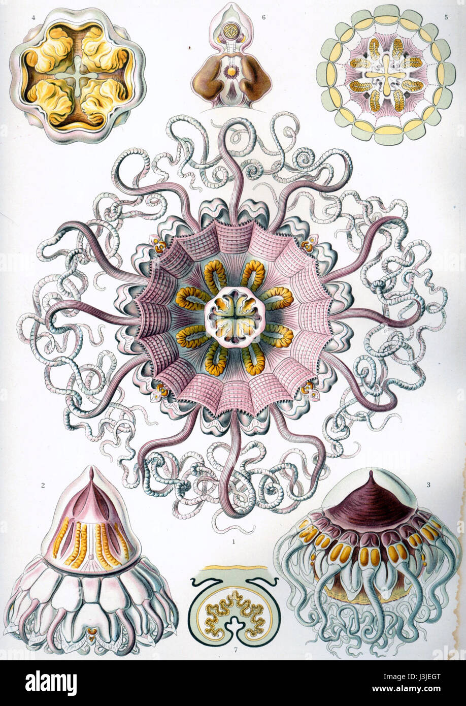 Ernst Haeckel, a renowned German biologist and artist, depicted the ...