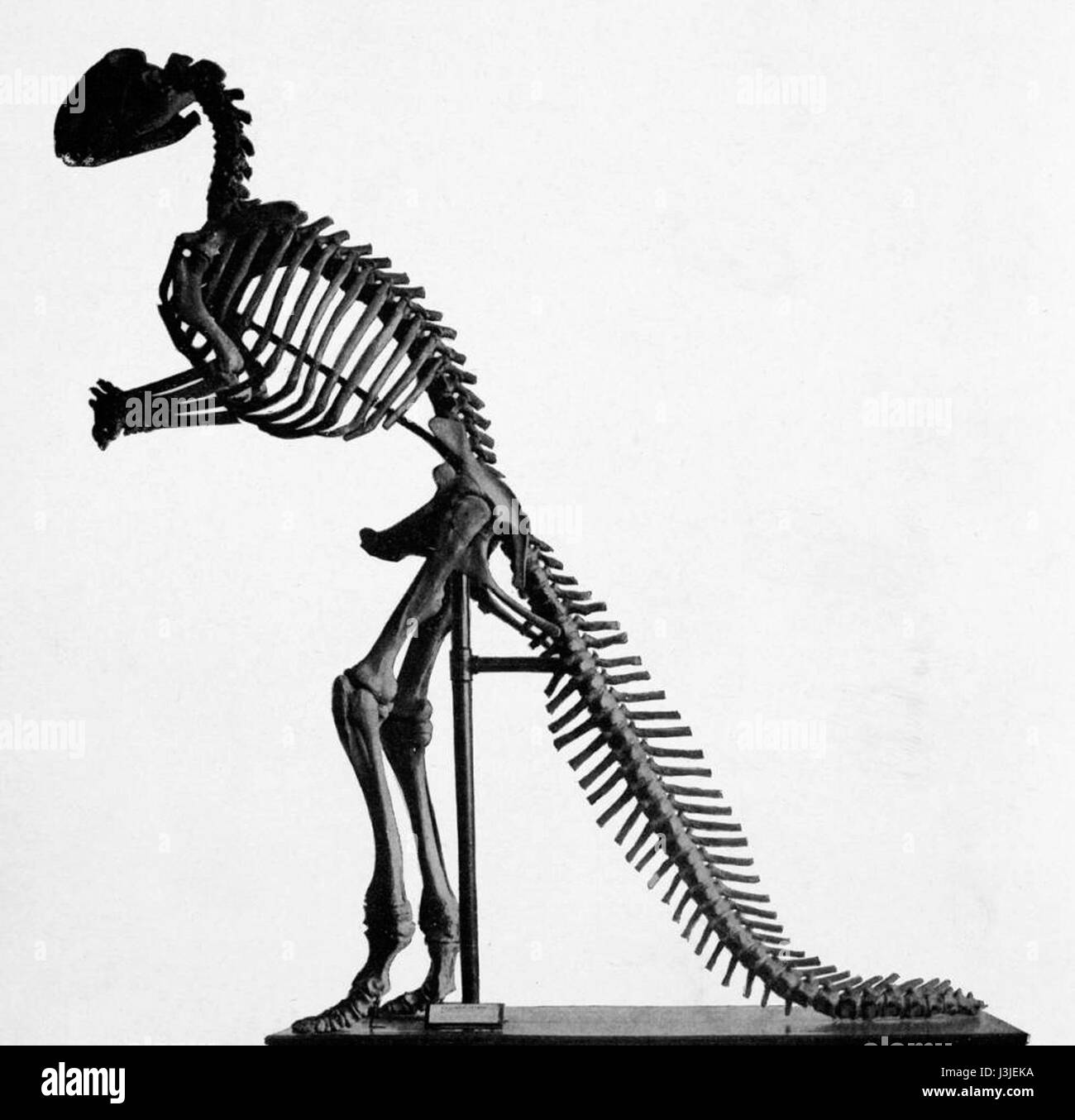 This image shows the mounted skeleton of Hadrosaurus, a dinosaur ...