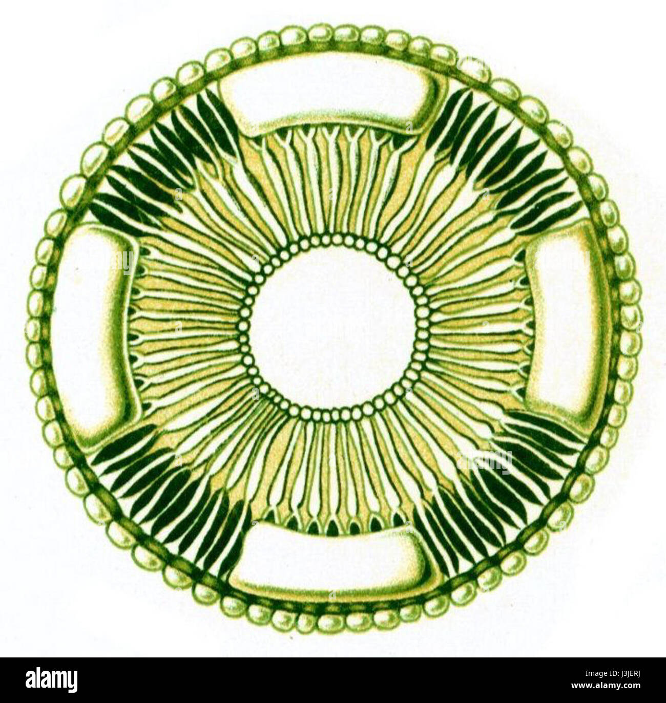 Haeckel Neomeris annulata cross section Stock Photo - Alamy