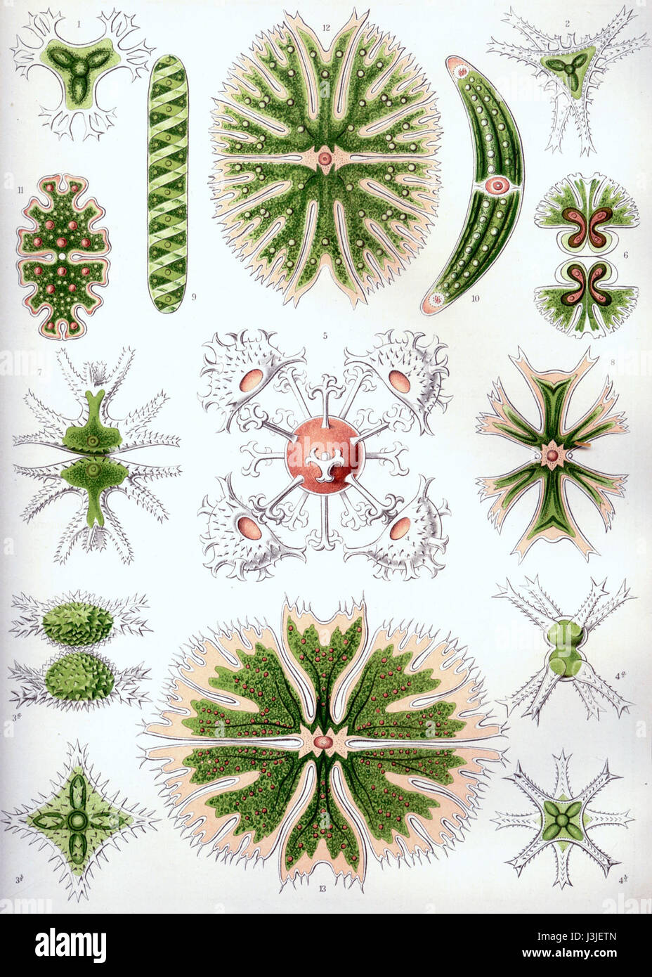 Ernst Haeckel's scientific studies on Desmidiea, a group of freshwater ...
