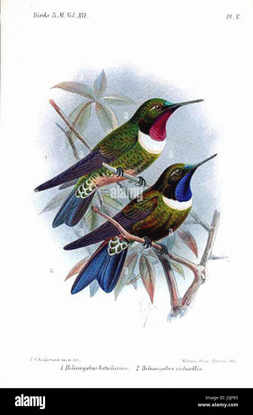 Heliangelus spp Keulemans Stock Photo - Alamy