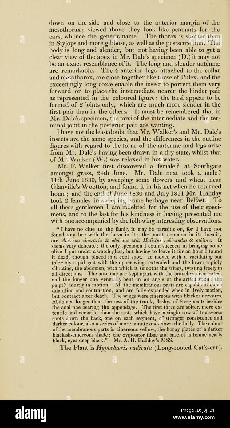 Elenchus walkeri hi-res stock photography and images - Alamy