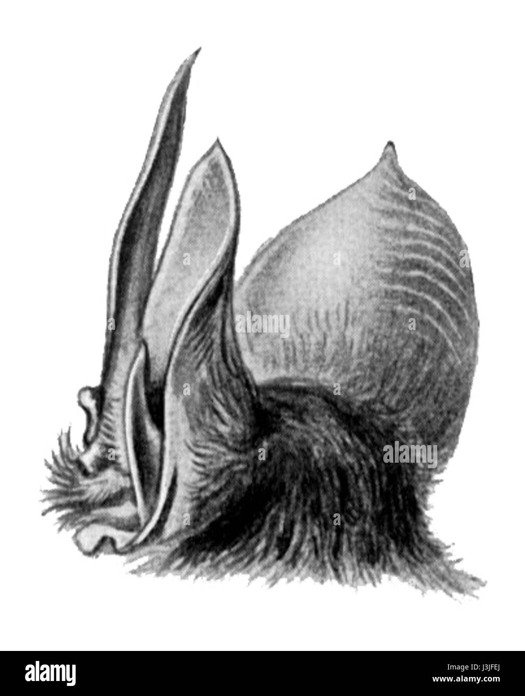 Haeckel Chiroptera Lonchorhina aurita 1 Stock Photo - Alamy