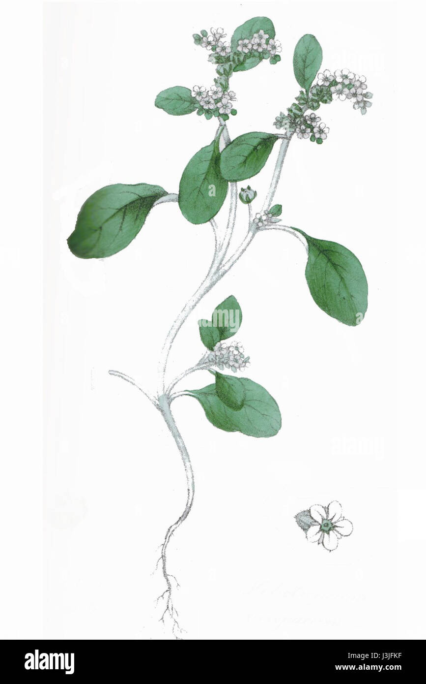 Heliotropium europaeum hi-res stock photography and images - Alamy