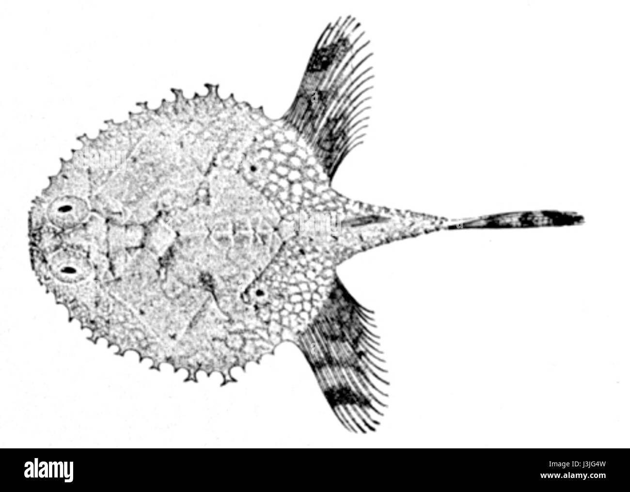 Catfish anatomy hi-res stock photography and images - Alamy