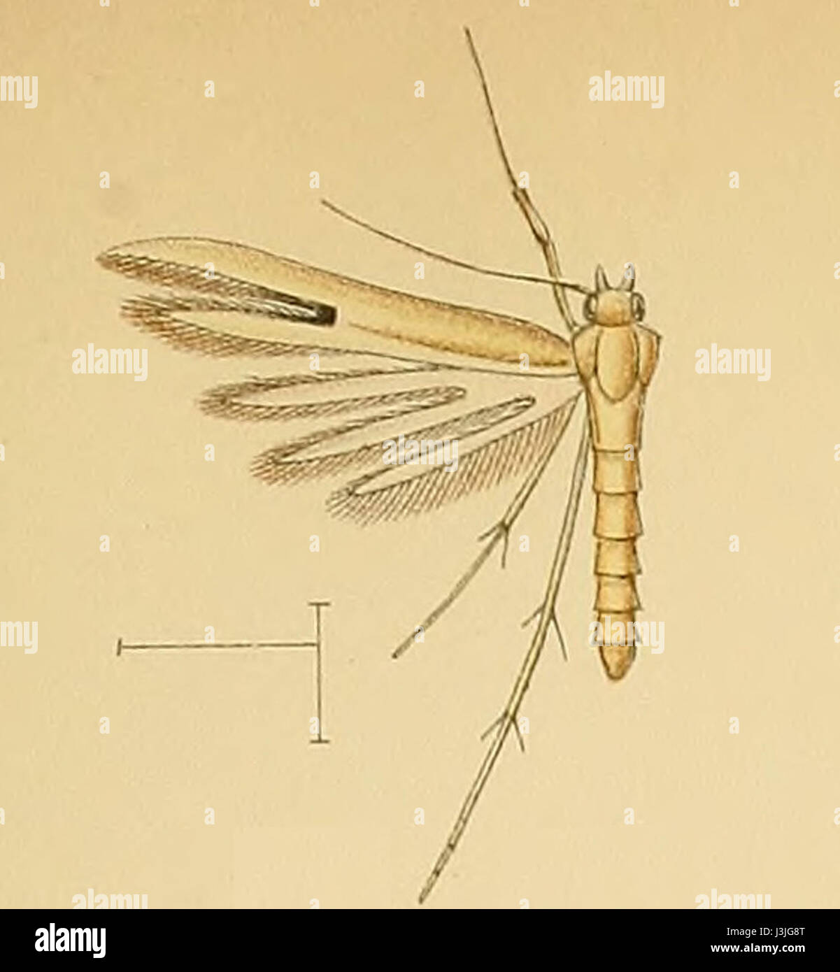 Hellinsia pectodactylus is a species of moth, known for its distinctive ...