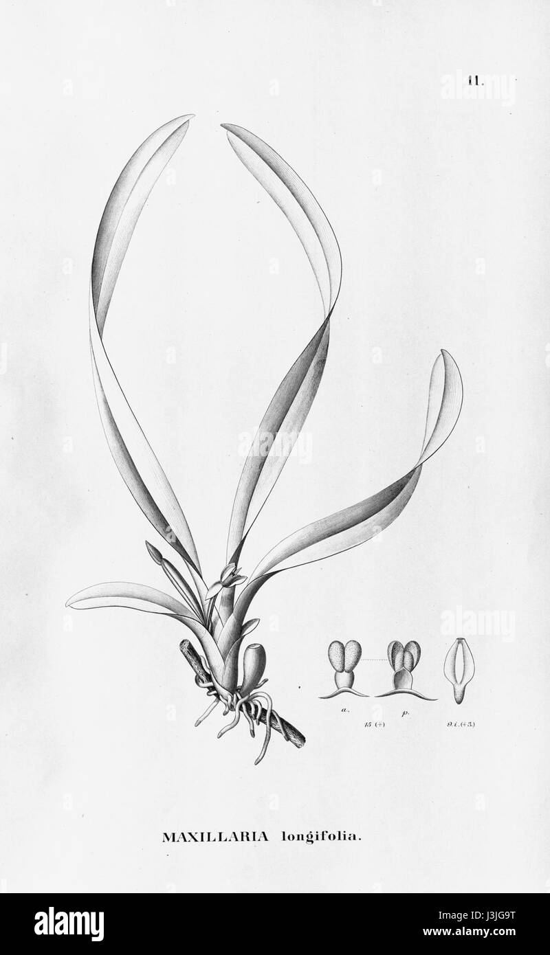 Heterotaxis superflua (as Maxillaria longifolia) Fl.Br.3 6 11 Stock ...