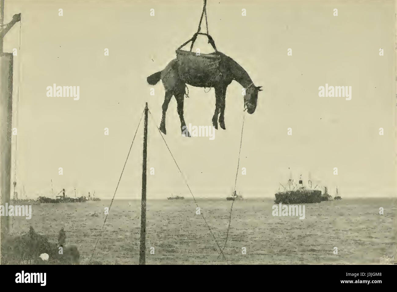 This guide provides essential advice on managing horses aboard ships ...