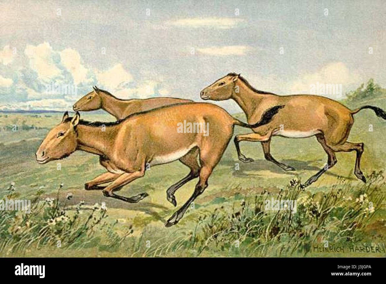 Miocene horse hi-res stock photography and images - Alamy