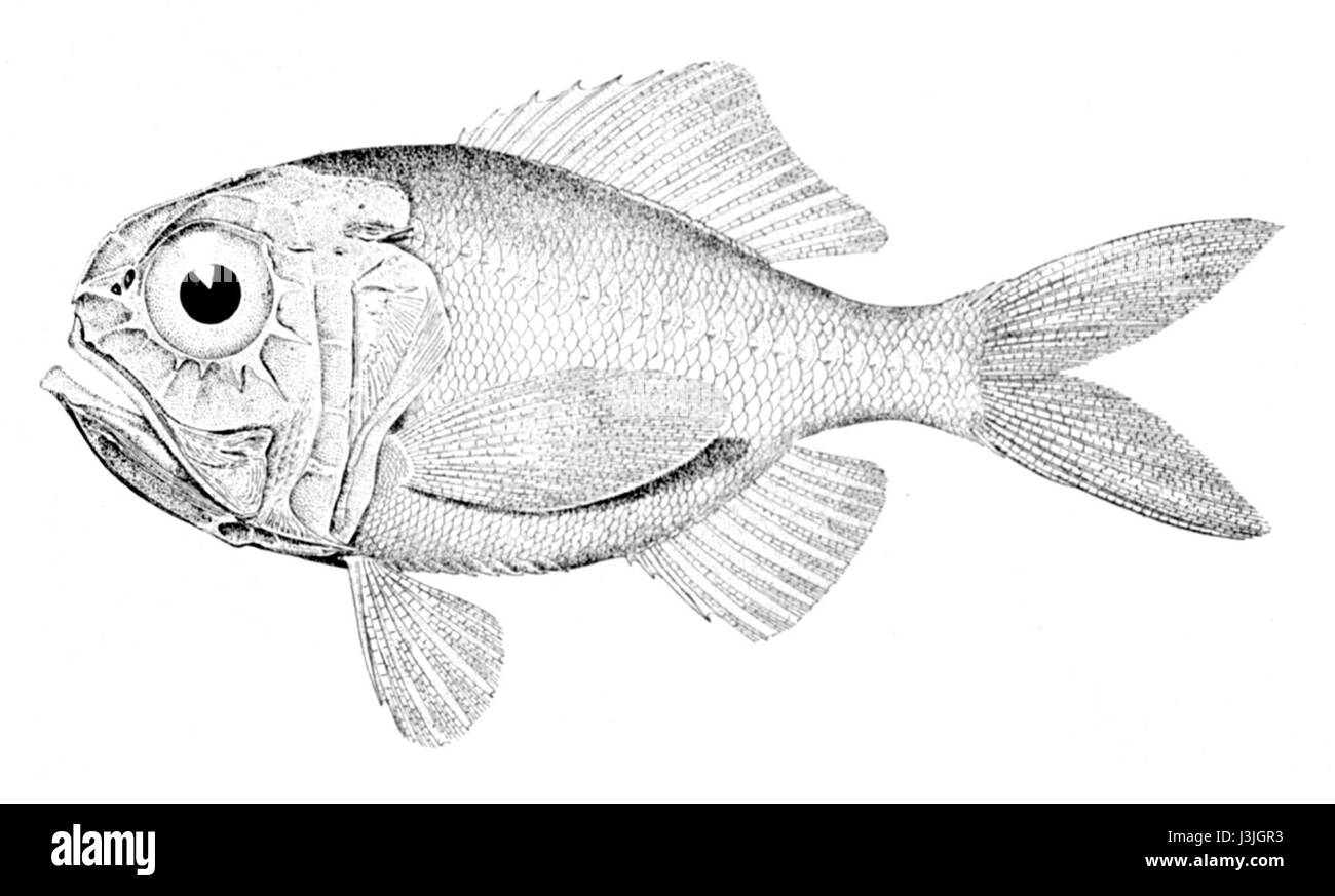 Slimehead fish hi-res stock photography and images - Alamy