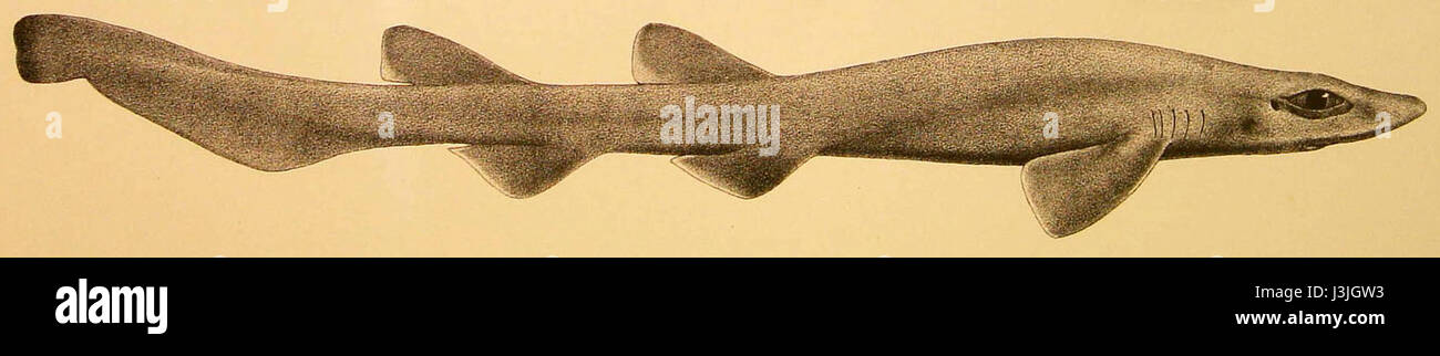 Halaelurus canescens 002 Stock Photo - Alamy