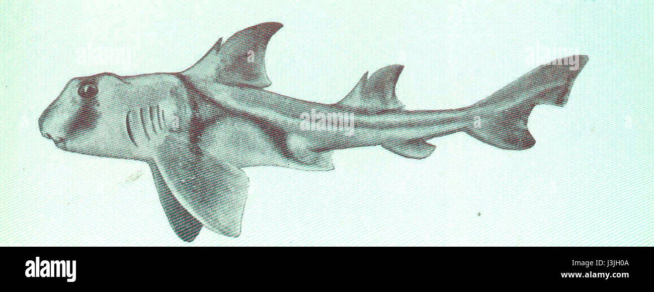 Heterodontus philippi hi-res stock photography and images - Alamy