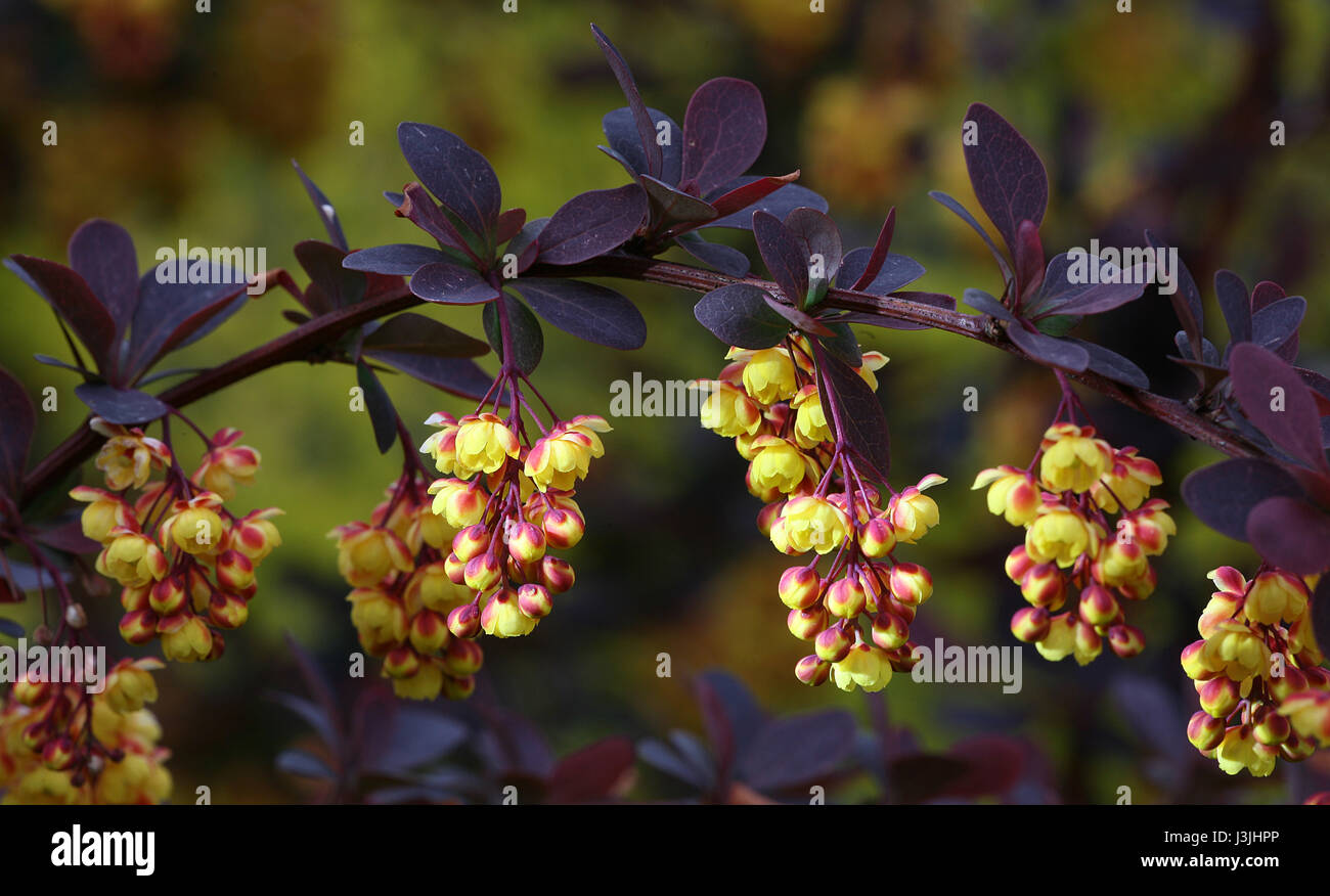 Japanese barberry hi-res stock photography and images - Alamy