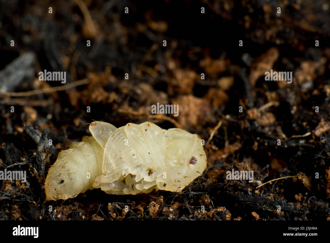Pupa insect hi-res stock photography and images - Alamy
