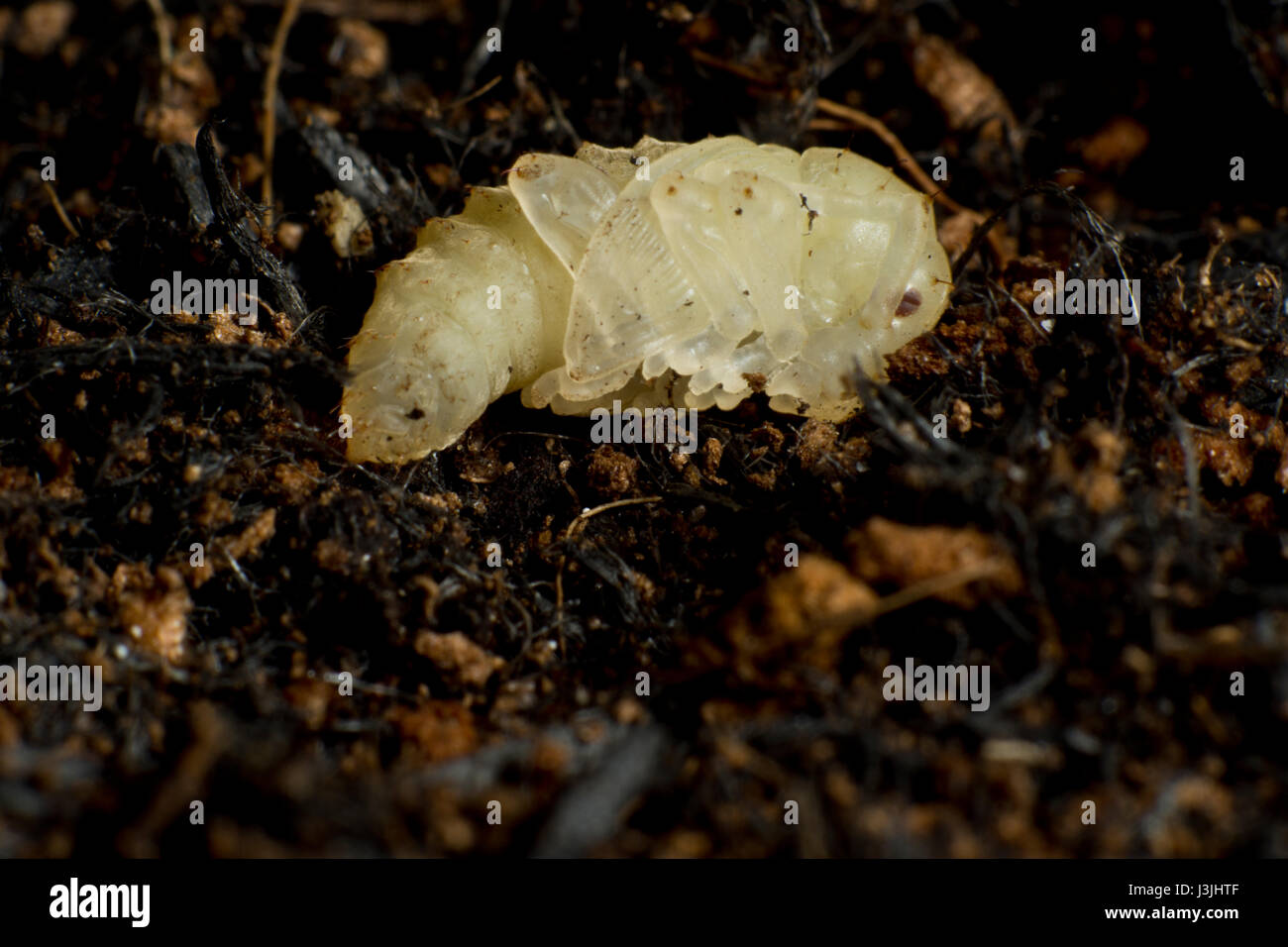 Vine weevil larvae otiorhynchus sulcatus hi-res stock photography and ...