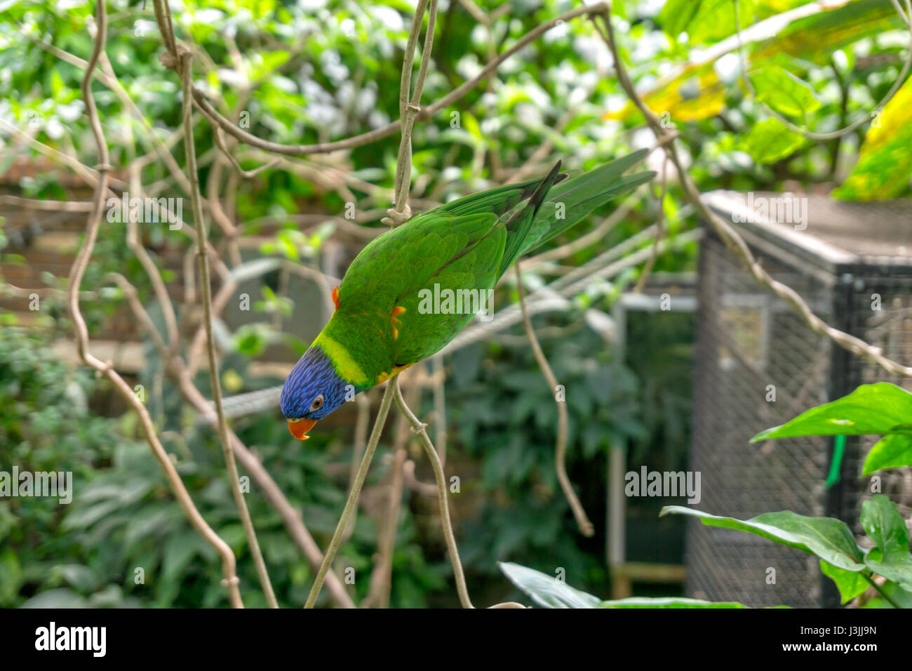 Tropical Butterfly House, Sheffield, Nature Stock Photo - Alamy