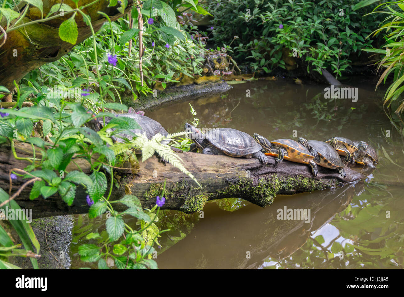 Tropical Butterfly House, Sheffield, Nature Stock Photo - Alamy