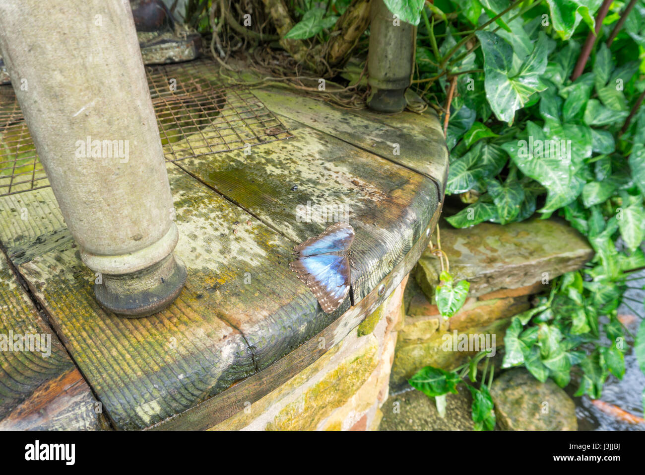 Tropical Butterfly House, Sheffield, Nature Stock Photo - Alamy