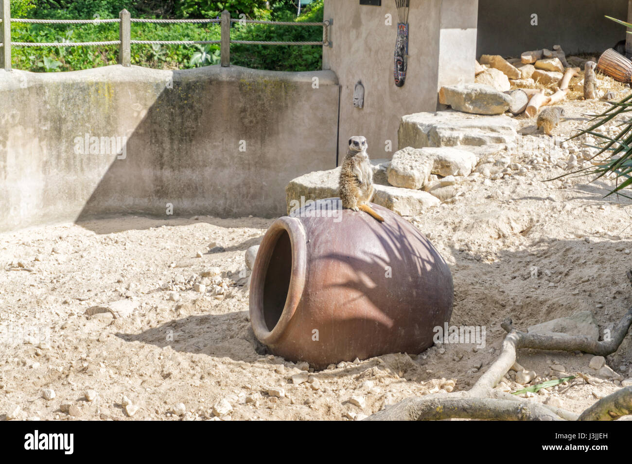 Tropical Butterfly House, Sheffield, Nature Stock Photo - Alamy