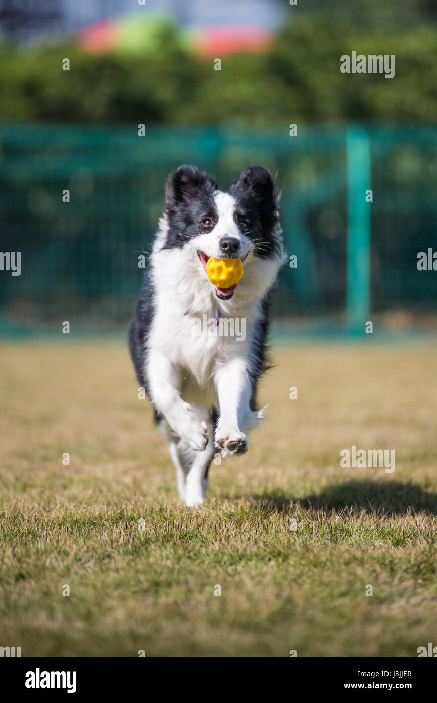 Border Shepherd runs in the grass Stock Photo - Alamy