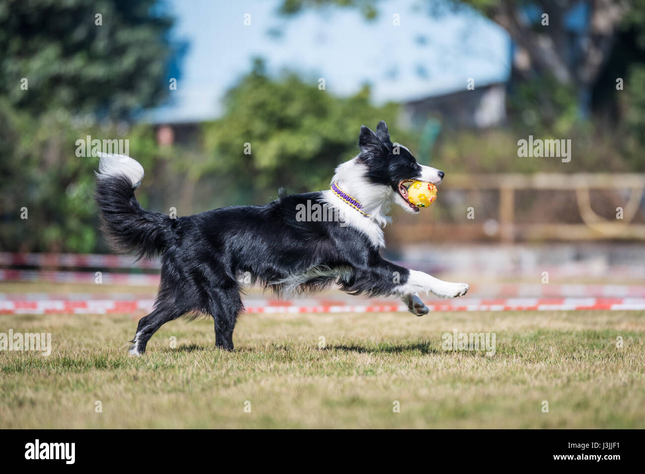 Border Shepherd runs in the grass Stock Photo - Alamy