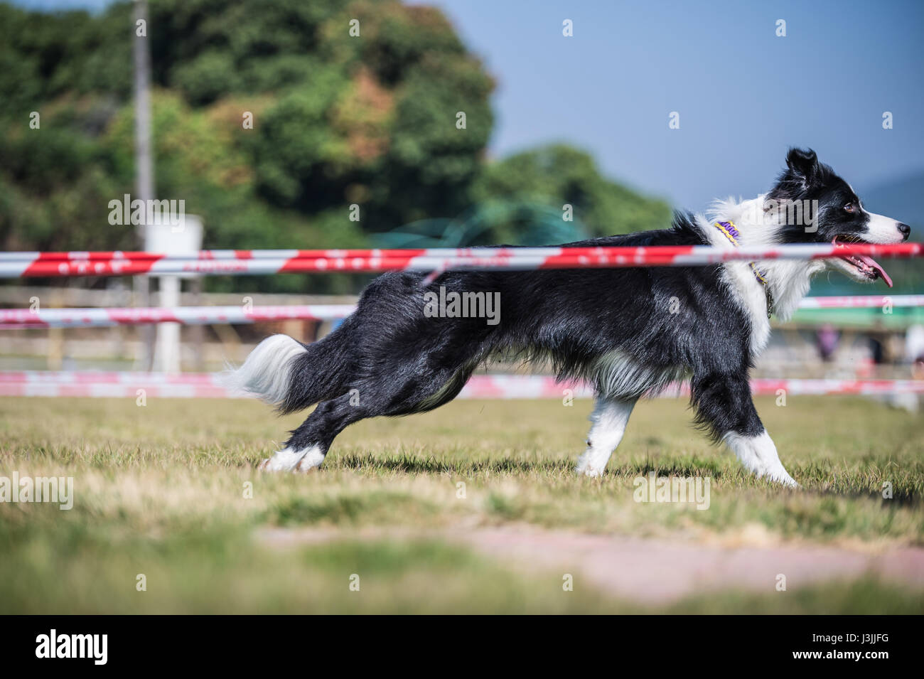Border Shepherd runs in the grass Stock Photo - Alamy