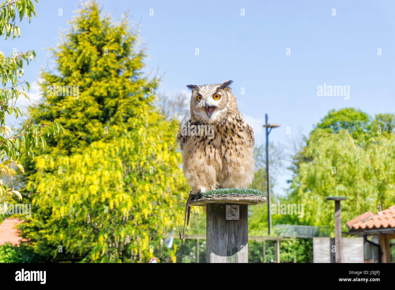 Tropical Butterfly House, Sheffield, Nature Stock Photo - Alamy