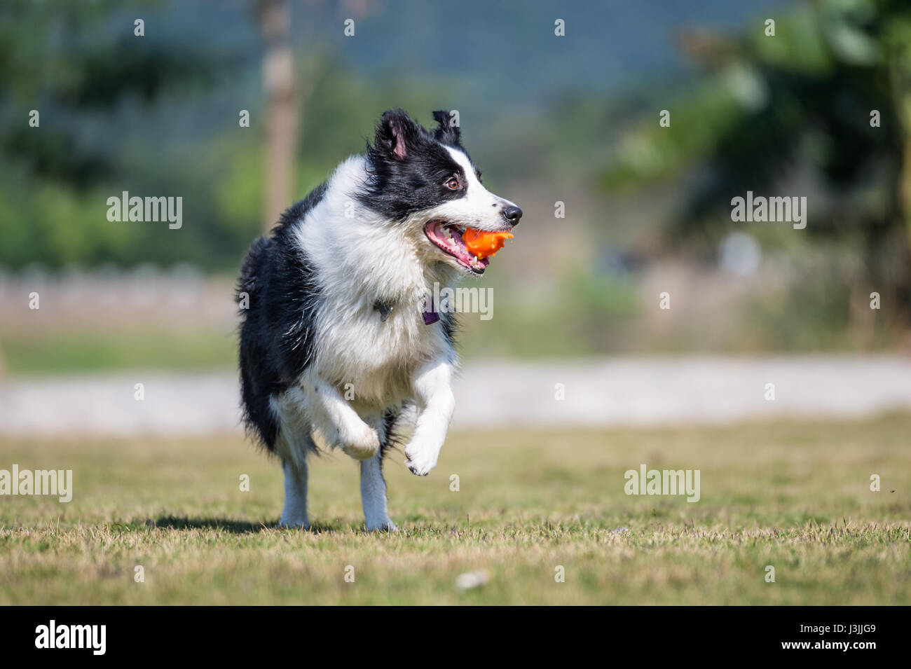 Border Shepherd runs in the grass Stock Photo - Alamy