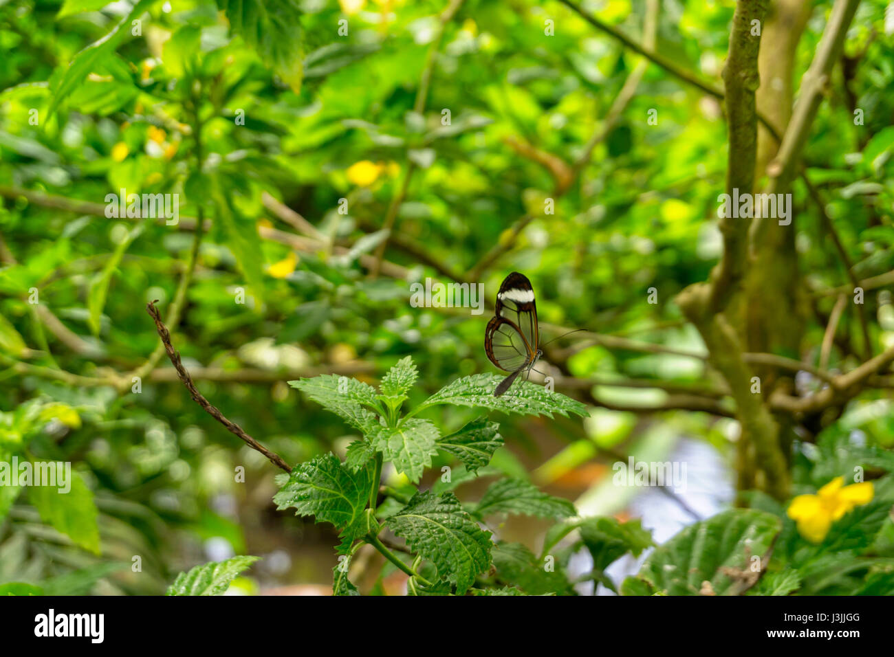 Beautiful Glasswing Butterfly, Tropical Butterfly House, Sheffield ...