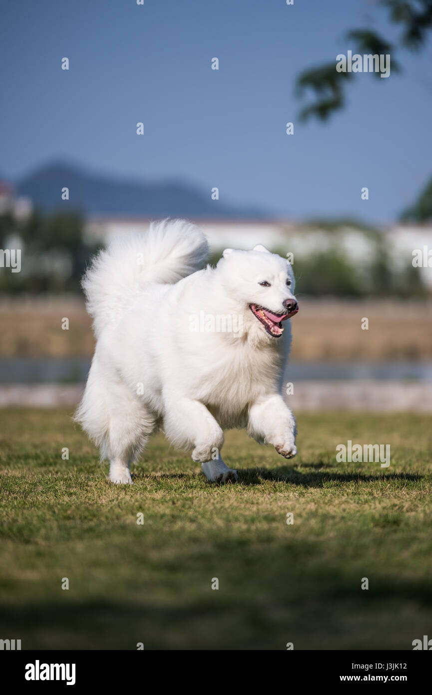 Samoyed dogs running in the grass Stock Photo - Alamy