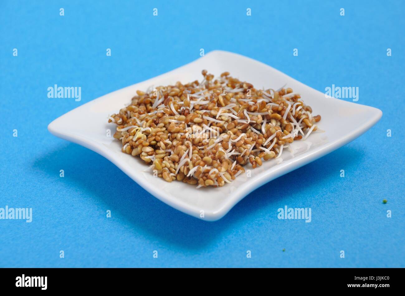Alfafa seeds hi-res stock photography and images - Alamy