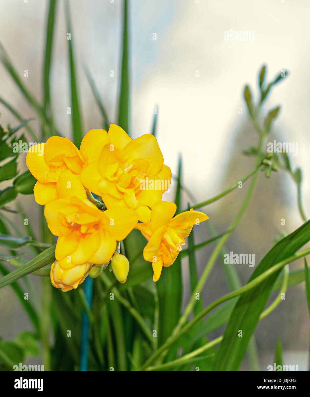 Yellow freesia flower, bokeh background, green leaves close up Stock ...
