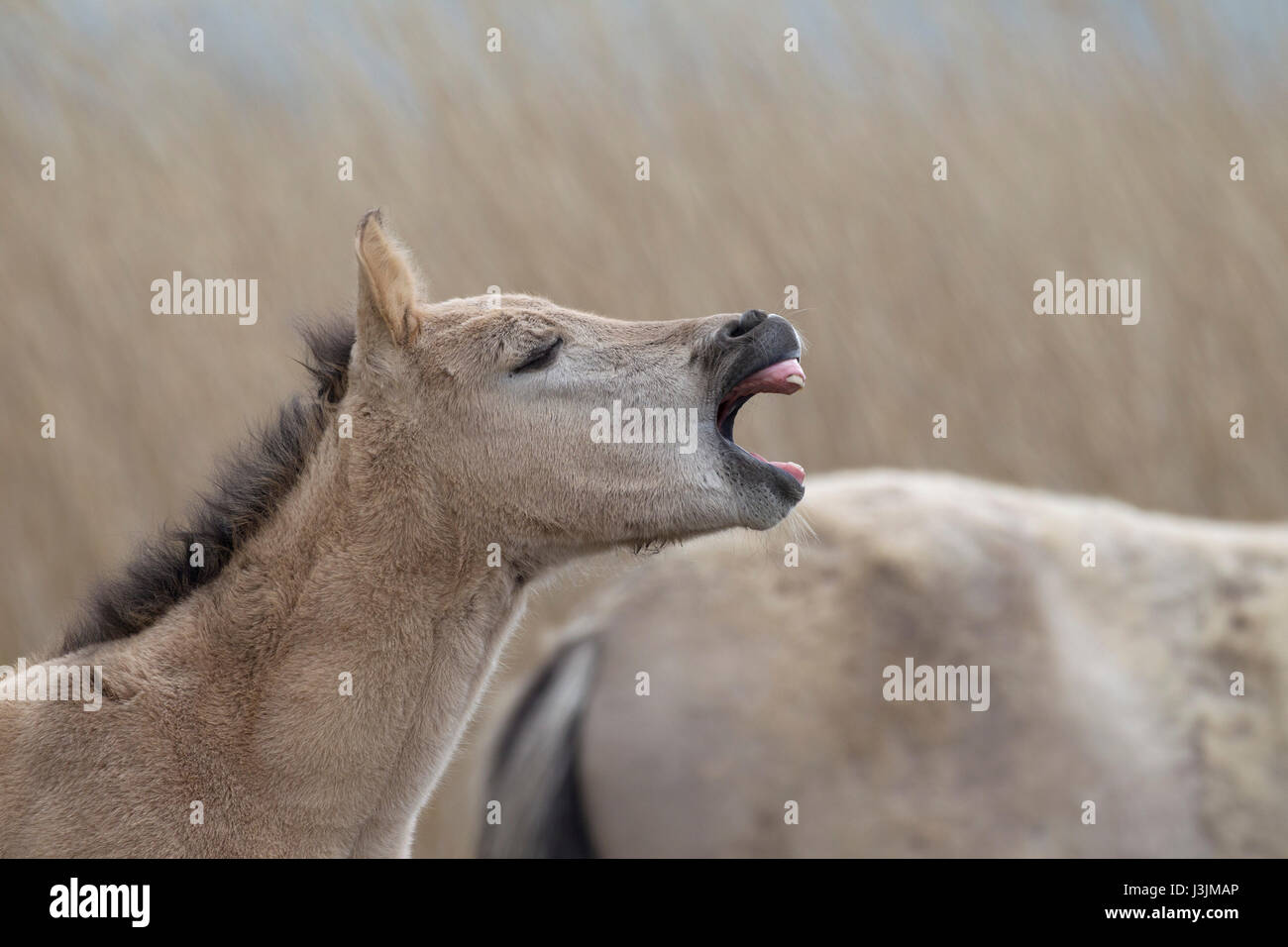 Konik Pony, single foal yawning. Minsmere, Suffolk, UK Stock Photo - Alamy