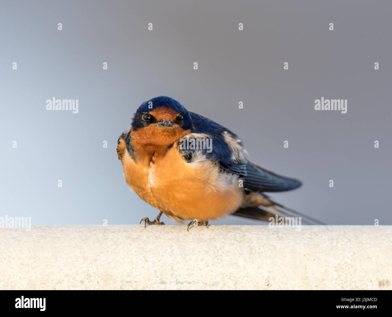 Cone shaped beak hi-res stock photography and images - Alamy