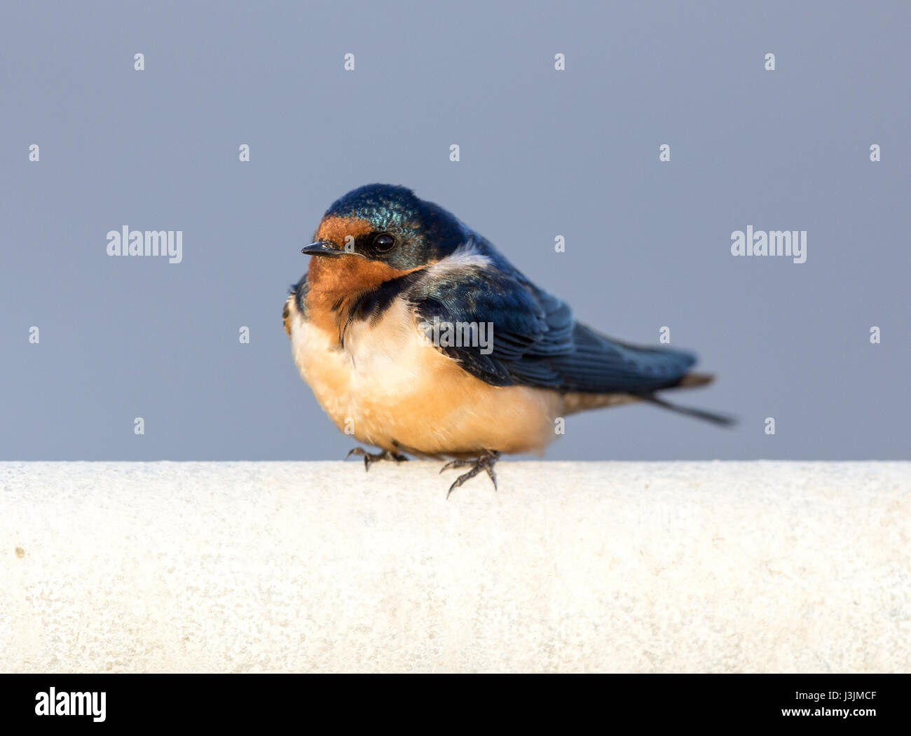 Female barn swallow hirundo rustica hi-res stock photography and images ...