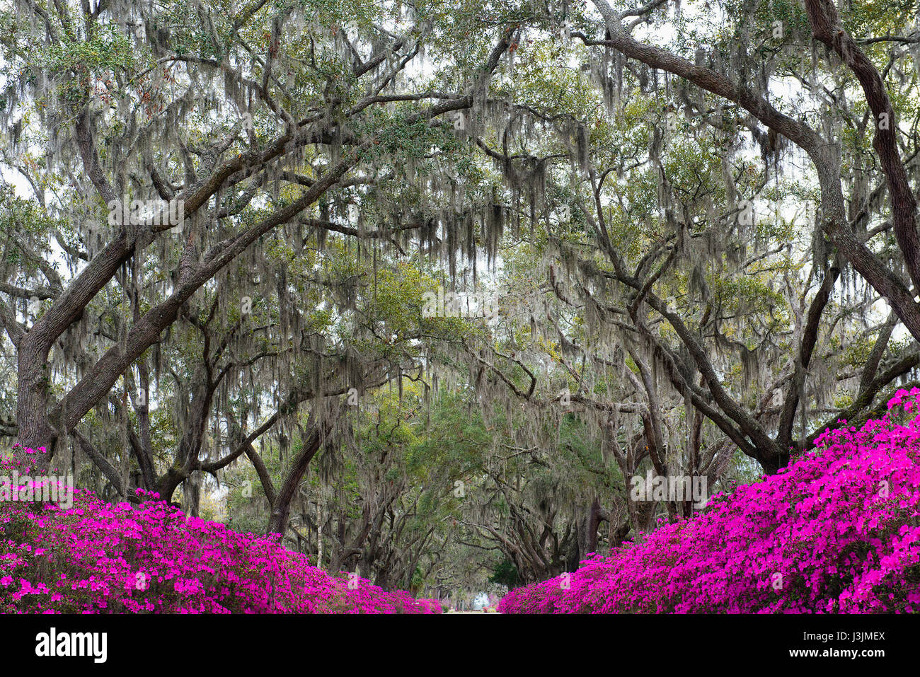 Azaleas High Resolution Stock Photography and Images - Alamy