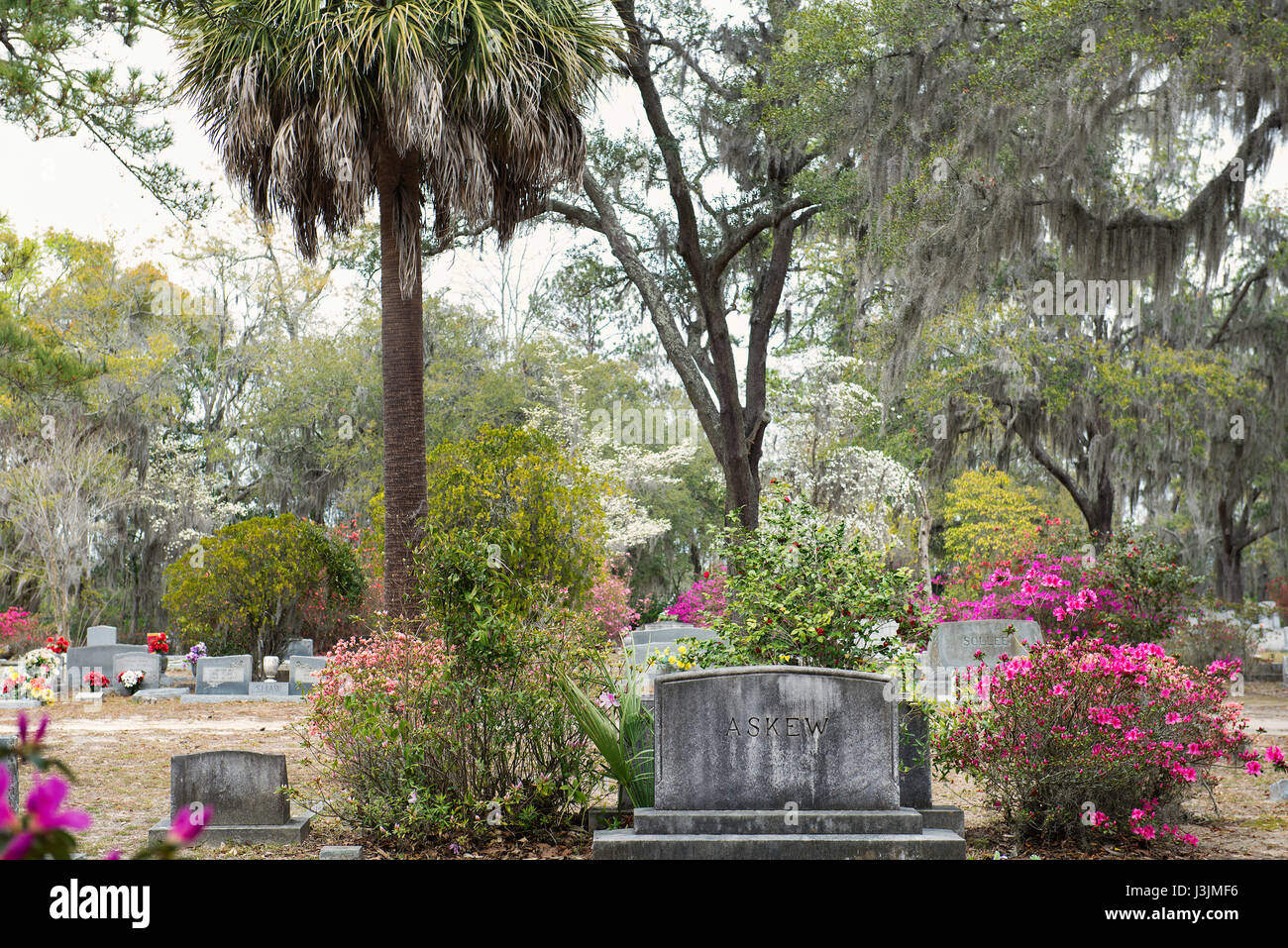 Southern trees bonaventure cemetery hi-res stock photography and images ...